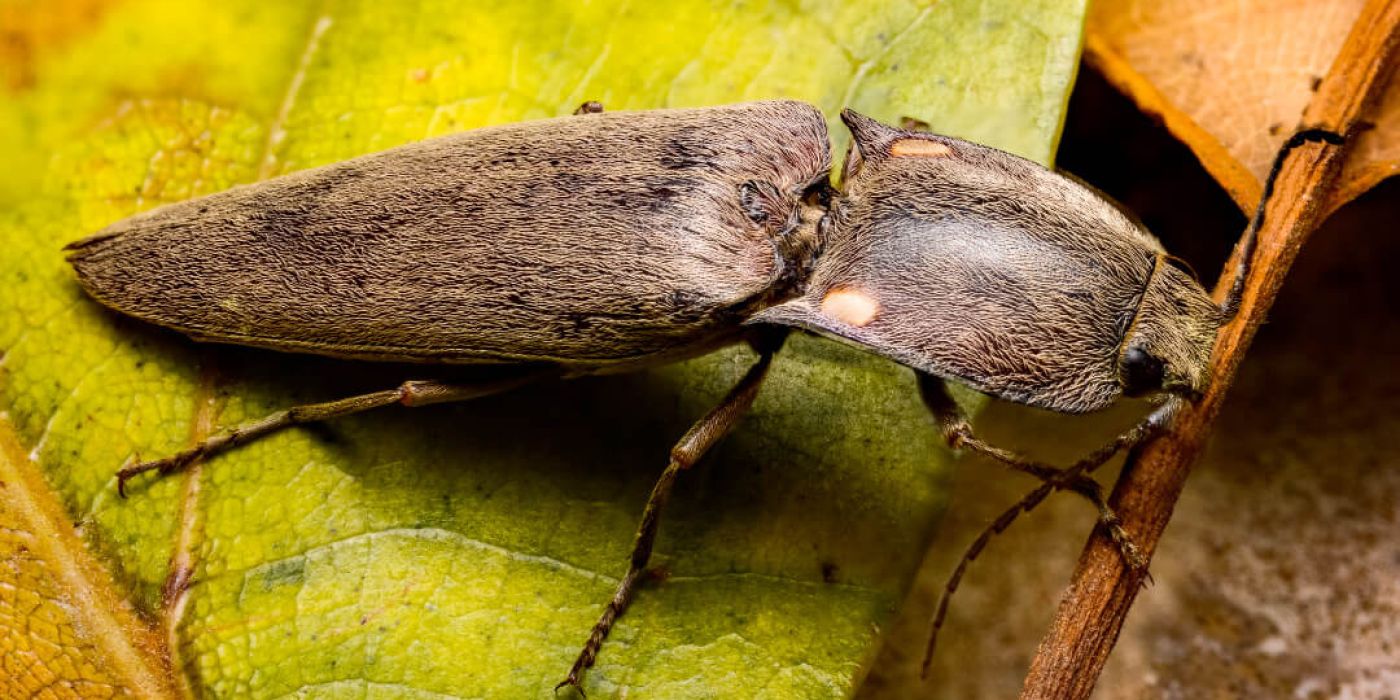 Luciérnagas y cucuyos